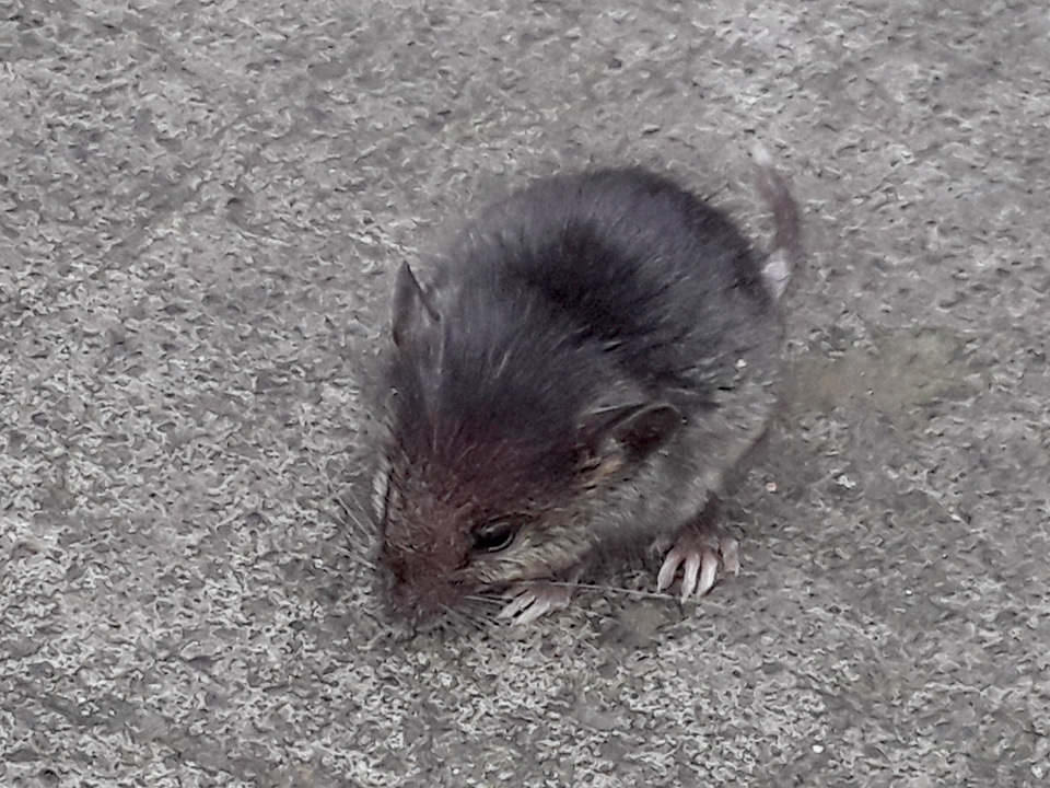 Mice, Rats, and Hamsters from San José Province, Vásquez de Coronado ...