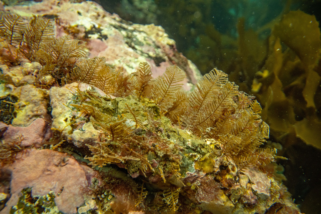 Sertulariidae from Auckland, New Zealand on September 02, 2022 at 11:33 ...