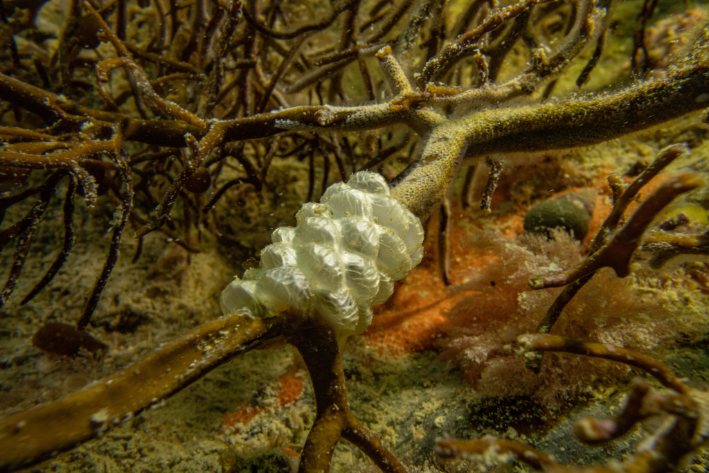 Buccinulum from Auckland, New Zealand on September 2, 2022 at 11:06 AM ...