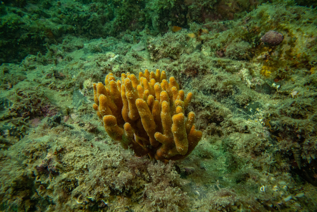 Raspailia topsenti from Auckland, New Zealand on September 02, 2022 at ...