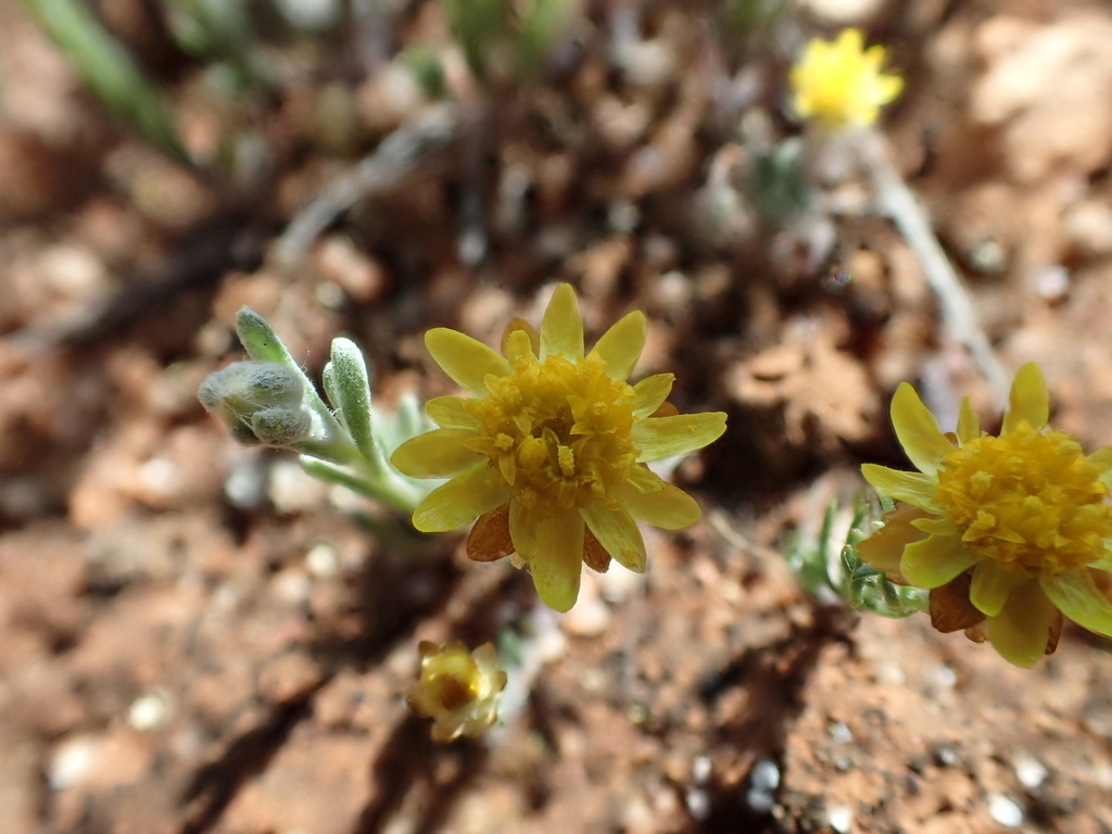 Orange Sunray from 30km E by N of Swan Reach, S. AUST on September 1 ...