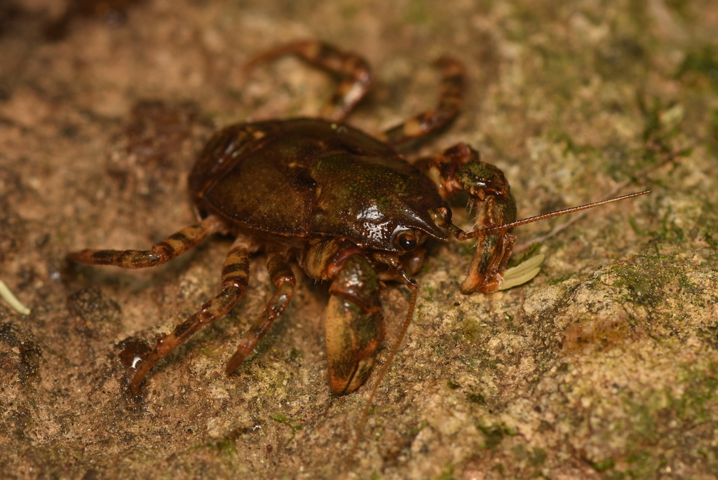 Aegla concepcionensis in September 2021 by Ngen_foyentu. · iNaturalist