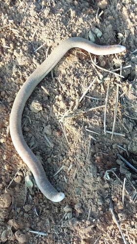 Red Worm Lizard (Amphisbaena alba) - Snakes and Lizards