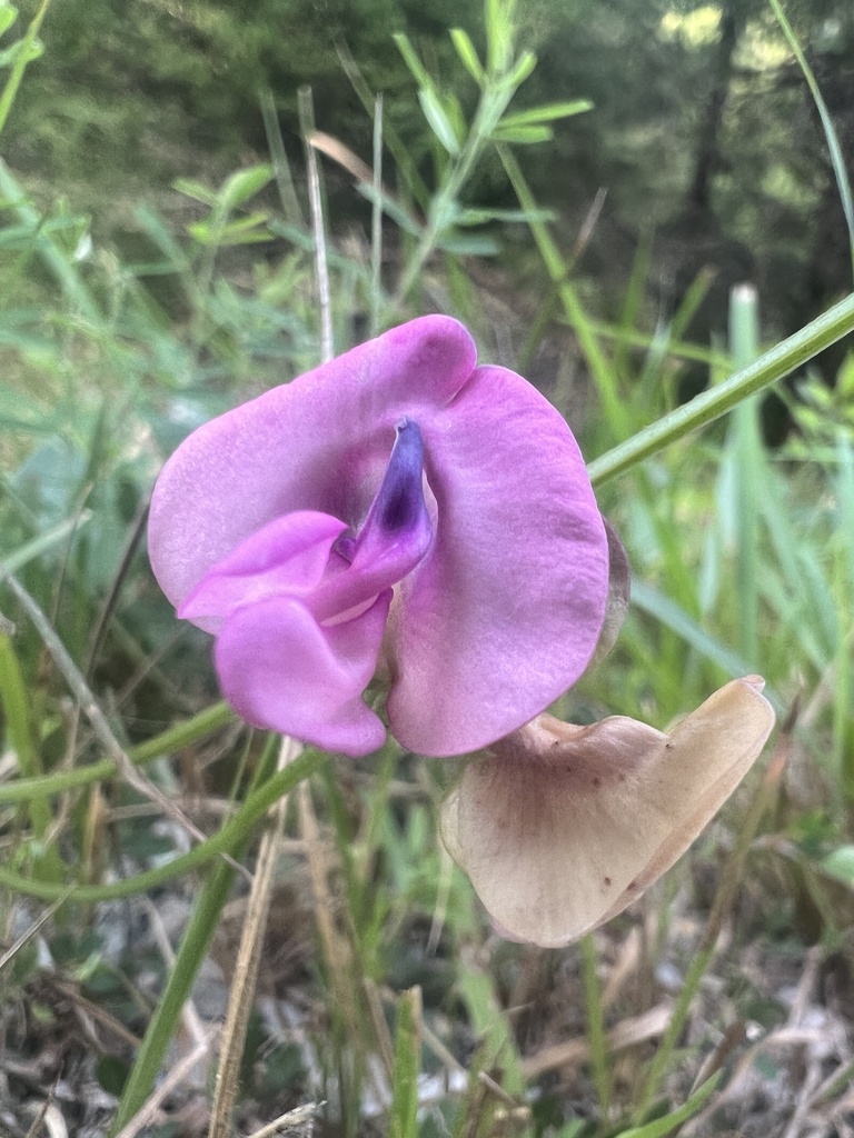 perennial wooly bean from Beauchamp Cemetery Rd, Falls Of Rough, KY, US ...