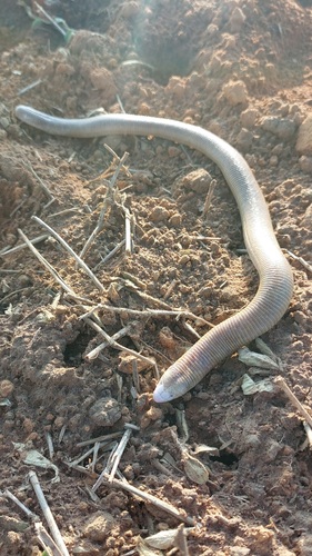 Red Worm Lizard (Amphisbaena alba) - Snakes and Lizards