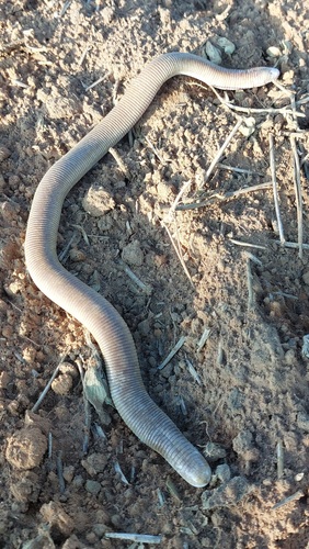 Red Worm Lizard (Amphisbaena alba) - Snakes and Lizards