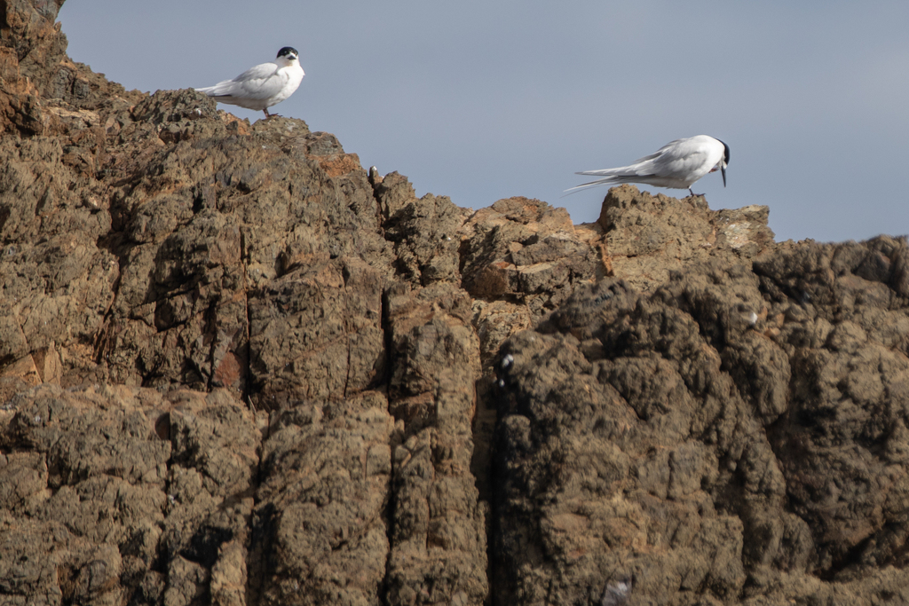 White-fronted Tern in September 2022 by Shaun Lee. On 'Tern Rock ...