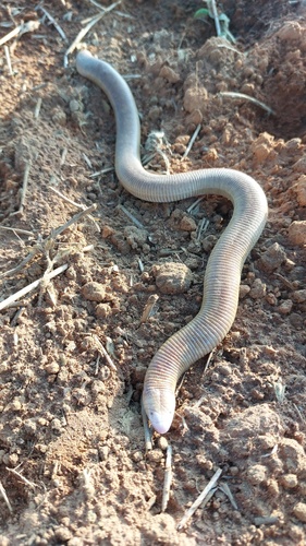 Red Worm Lizard (Amphisbaena alba) - Snakes and Lizards
