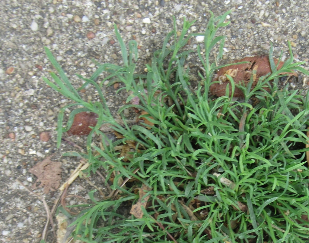 Rust Weed from E Bell Ave, Rockdale, Milam Co, TX, USA on September 01 ...