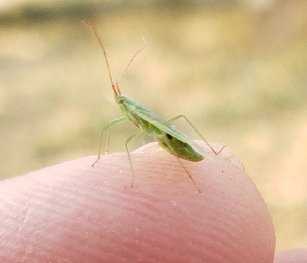 Trigonotylus from Cowley, AB T0K 0P0, Canada on September 2, 2022 at 06 ...