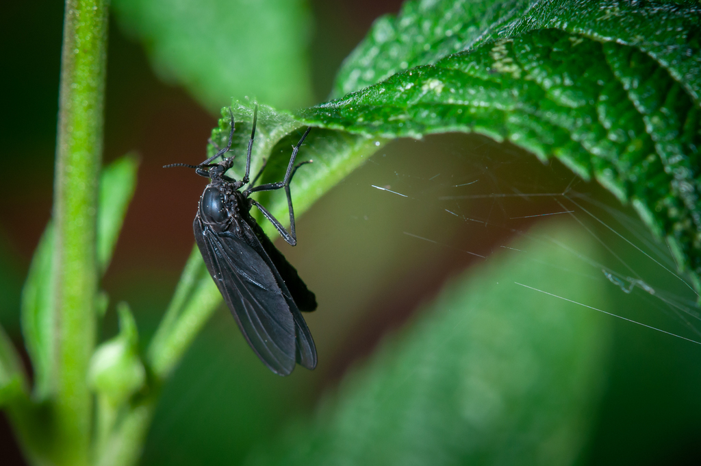 Dark-winged Fungus Gnats in September 2022 by Federico Figueroa Cabezas ...