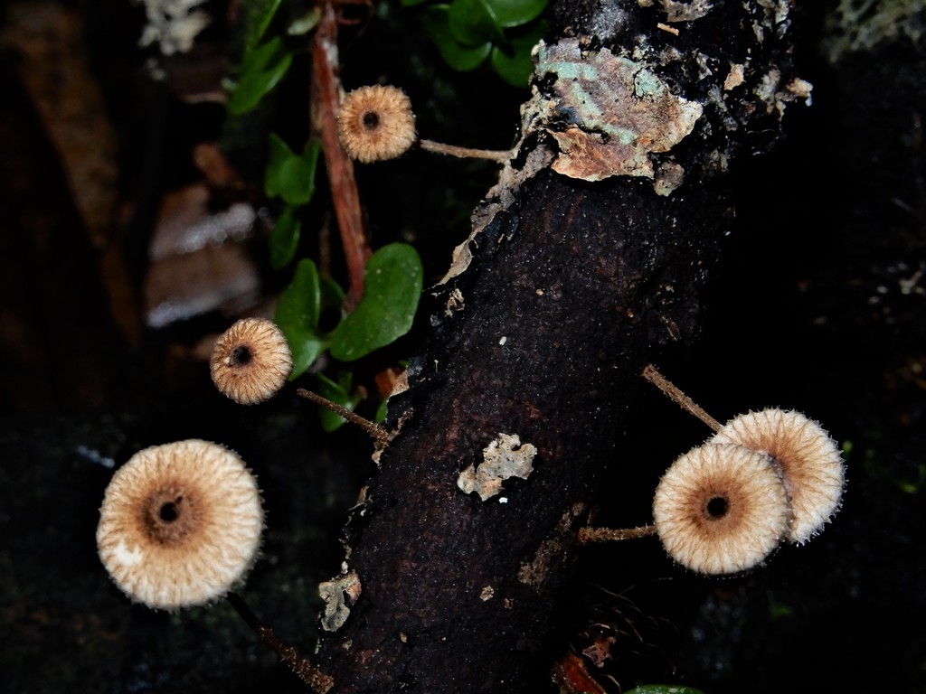 Crinipellis from Totara Reserve, Pohangina Valley, New Zealand on ...