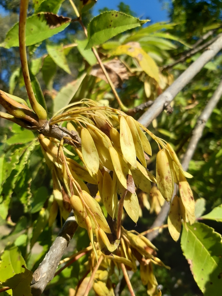 Manchurian Ash (Fraxinus mandshurica) - Botanical Realm