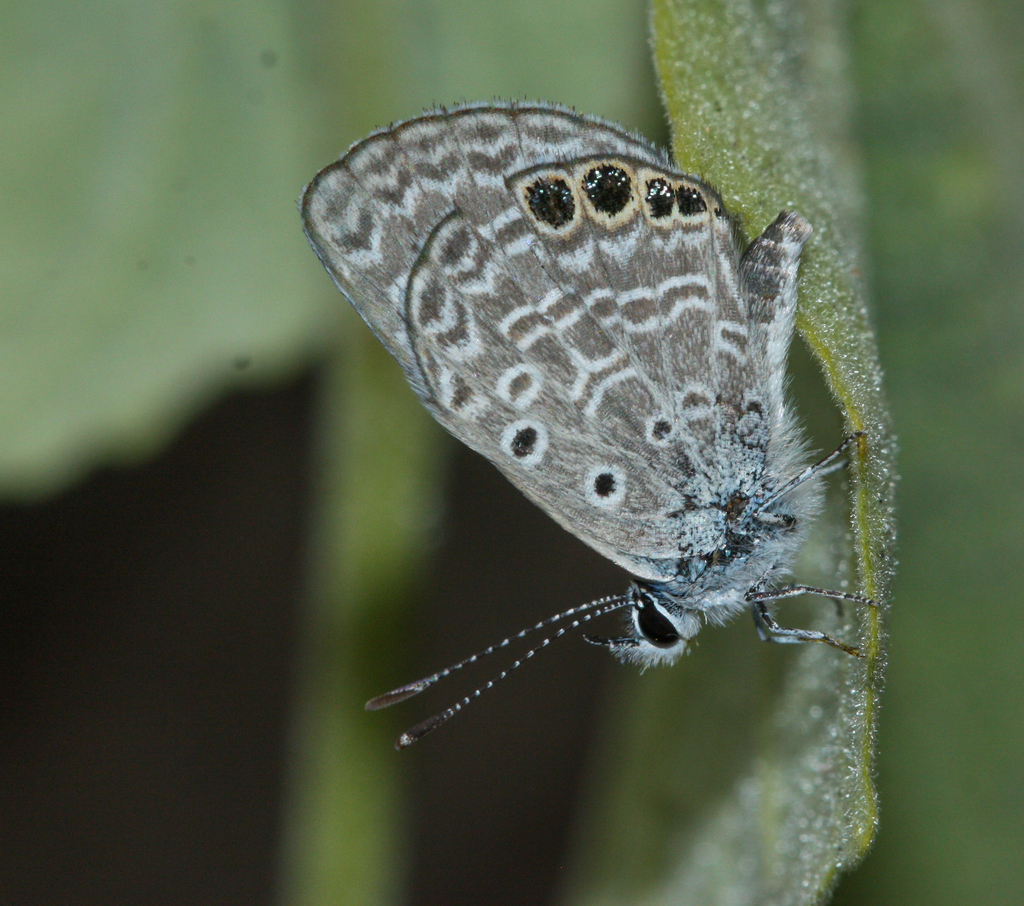 Ramon Blue from Santa Cruz, Ecuador on July 25, 2022 at 09:38 AM by ...