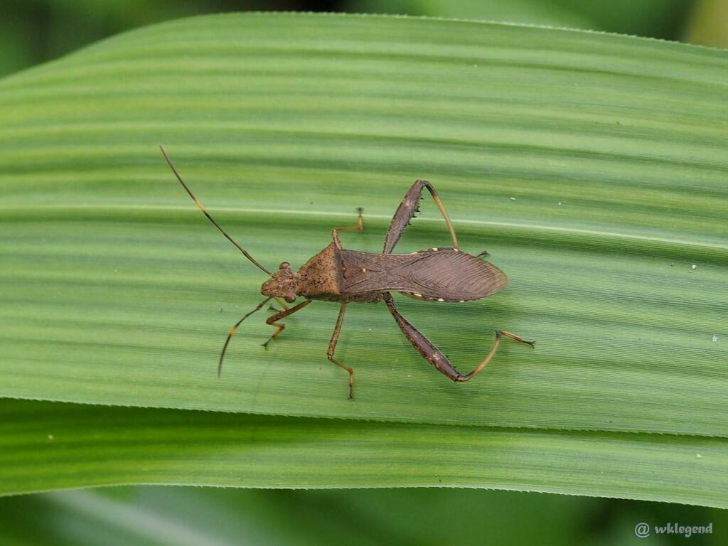 Riptortus pedestris from 香港清水灣 on September 02, 2022 at 12:10 PM by ...