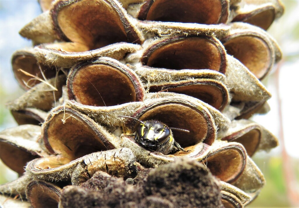 Banksia Masked Bee from Bermagui NSW 2546, Australia on August 20, 2022 ...
