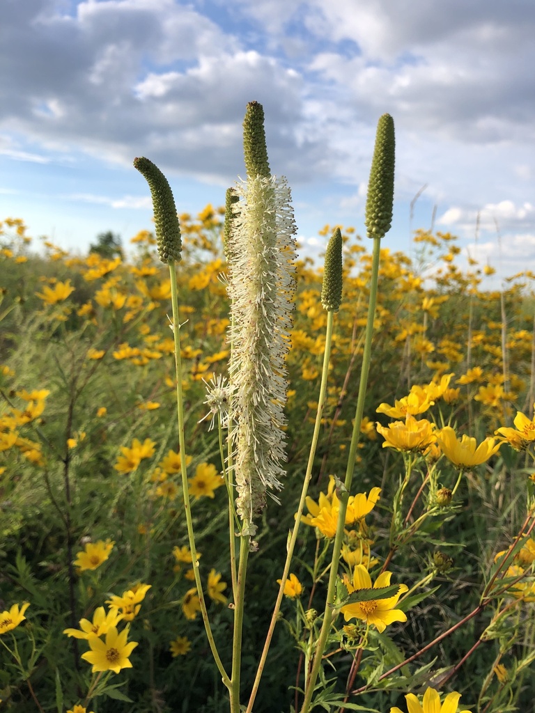Canadian burnet in September 2022 by Grant Fessler · iNaturalist