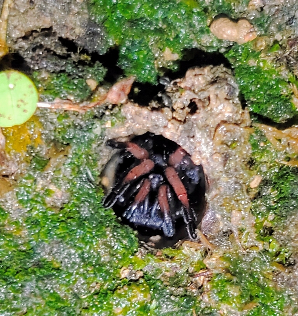 Damarchus workmani from Singapore on September 02, 2022 at 08:16 PM by ...