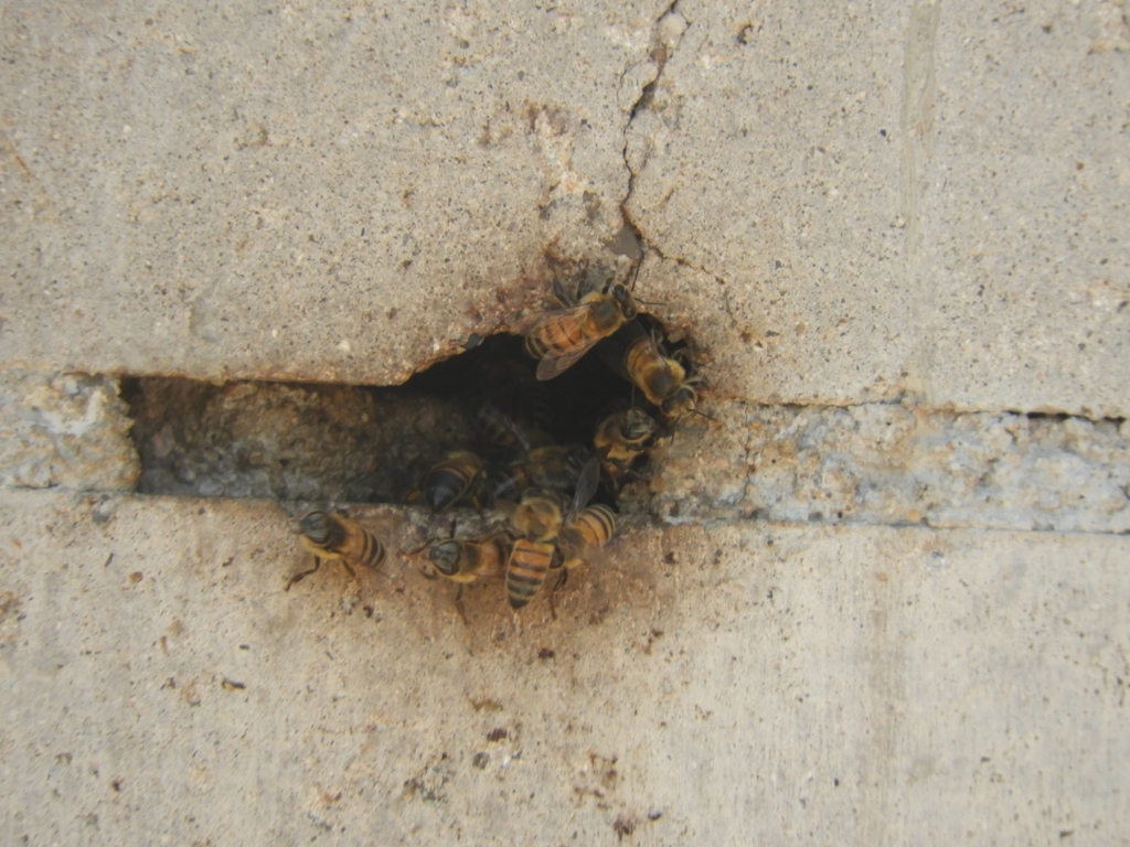 Western Honey Bee from Colisio, 83343 Bahía de Kino, Son., México on ...