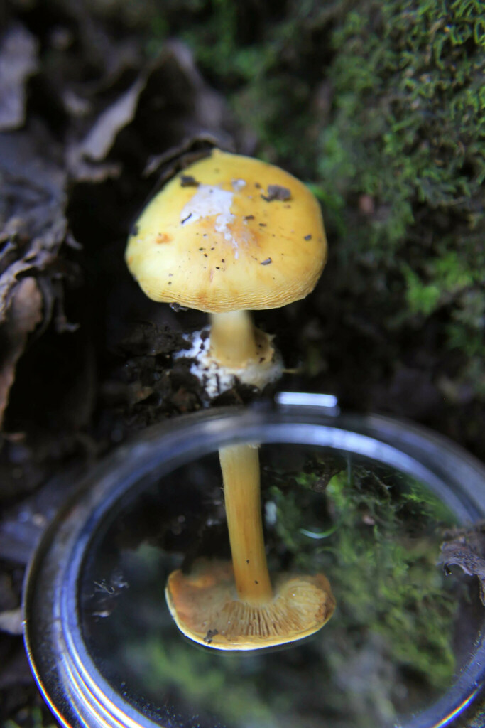 Cortinarius vaginatus from Valdivia, Los Ríos, Chile on August 28, 2022 ...