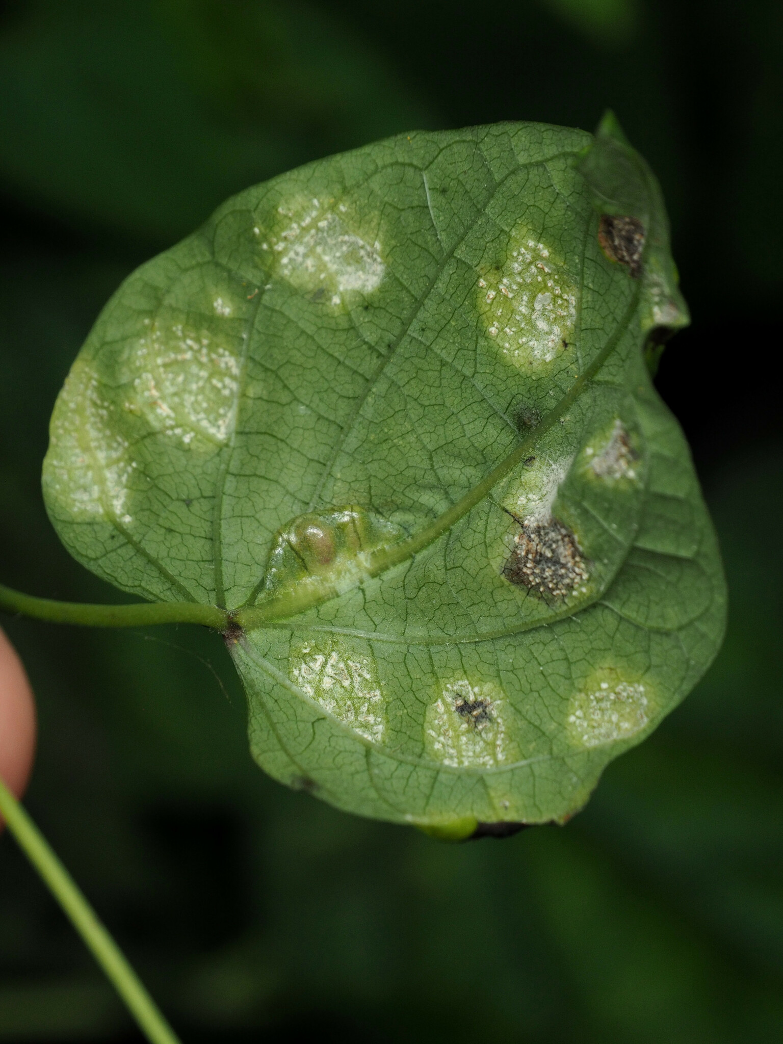Albugo ipomoeae-panduratae (Schwein.) Swingle