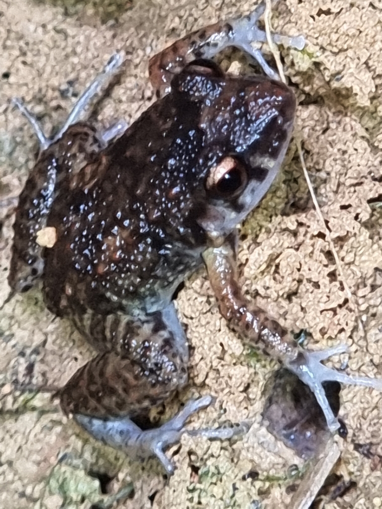 Greenhouse Frog in September 2022 by klearad. Greenhouse frog ...