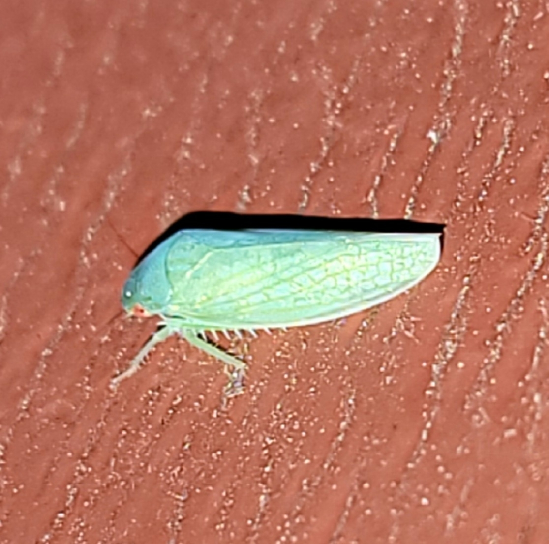 Gyponana octolineata (Say, 1825)