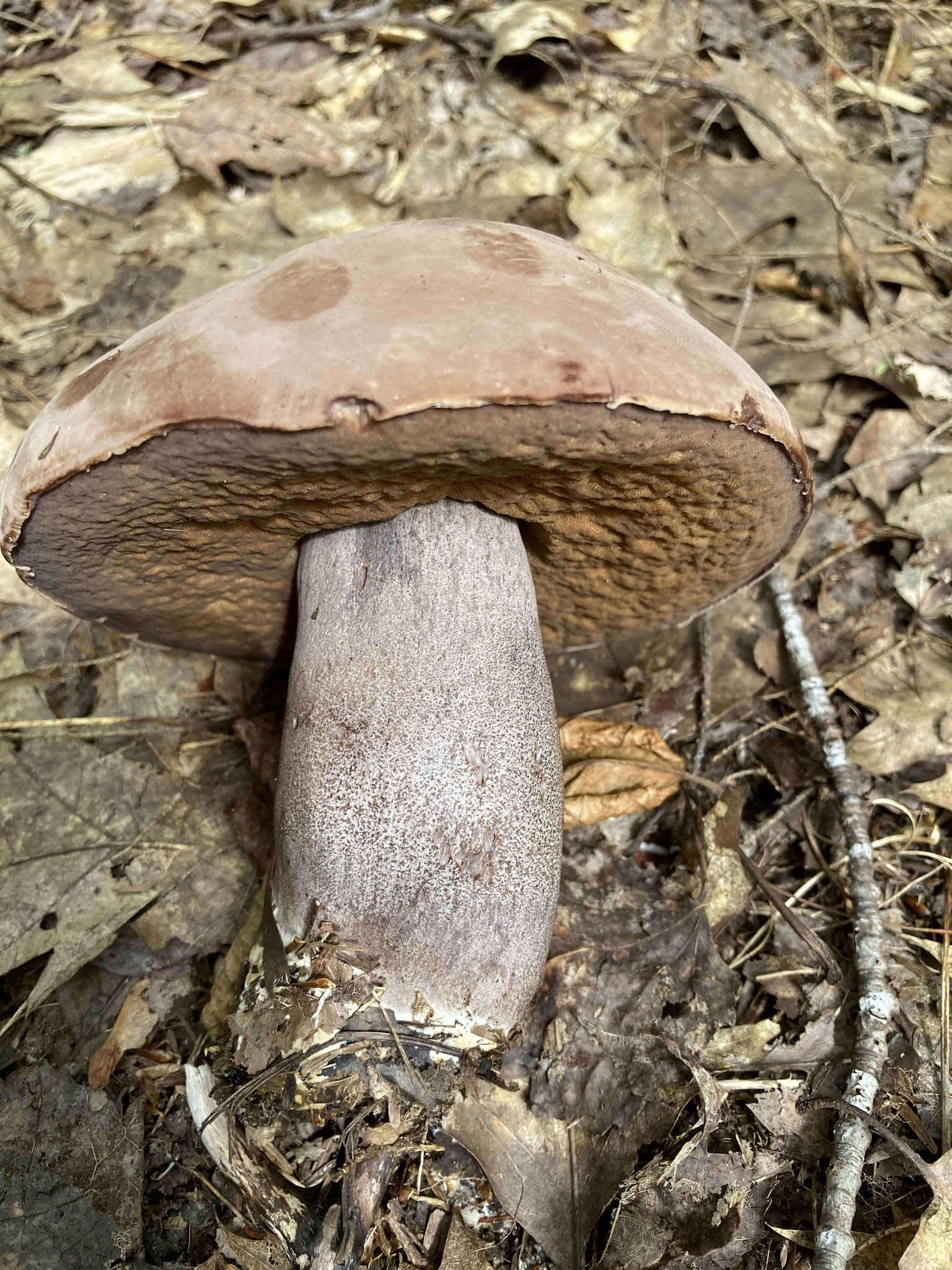 Sutorius eximius (Peck) Halling, Nuhn & Osmundson