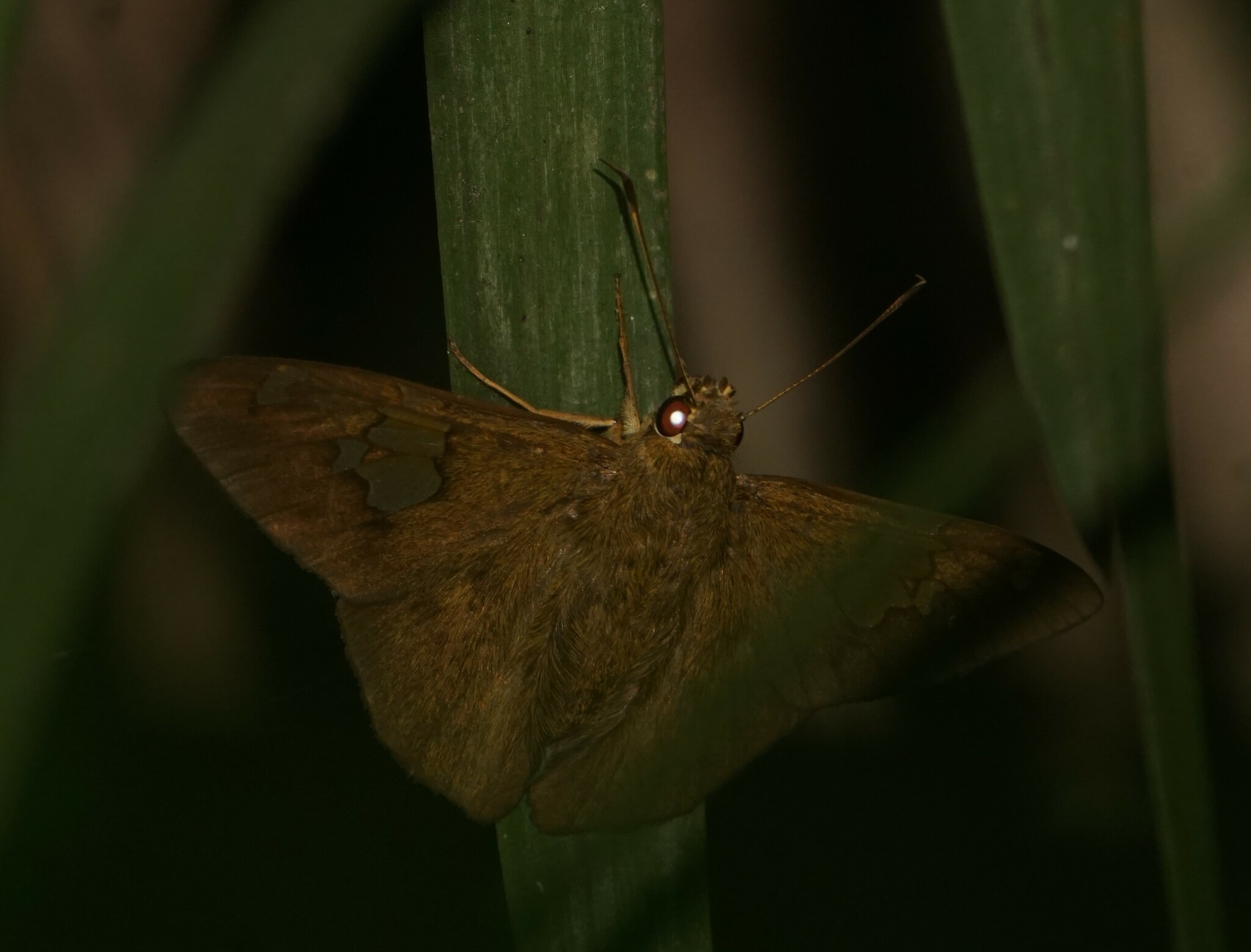 Nascus solon (Plötz, 1882)