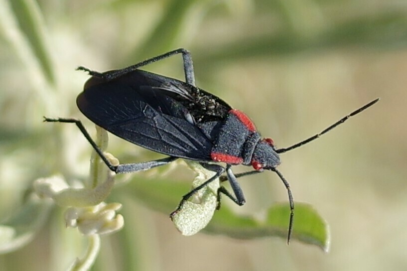 Red-shouldered Bug from Netherwood Park, Albuquerque, NM, USA on August ...