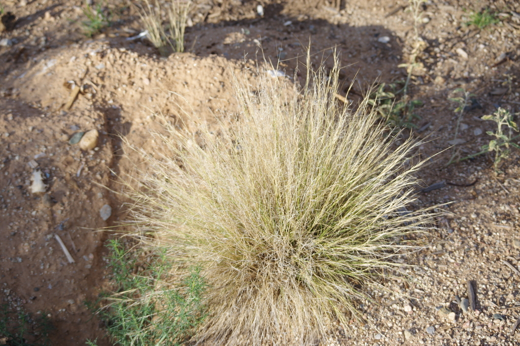 wiregrass from Netherwood Park, Albuquerque, NM, USA on August 31, 2022 ...