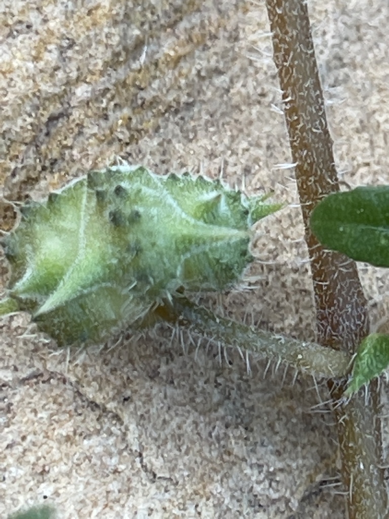puncture vine from Red Rock Canyon National Conservation Area, Clark ...
