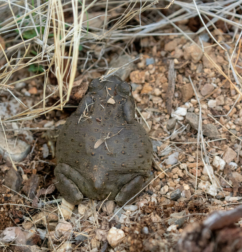 Sonoran Desert Toad from Saguaro, Saguaro National Park, Pima, Arizona ...