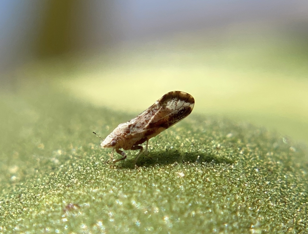 Diaphorina citri Kuwayama, 1908