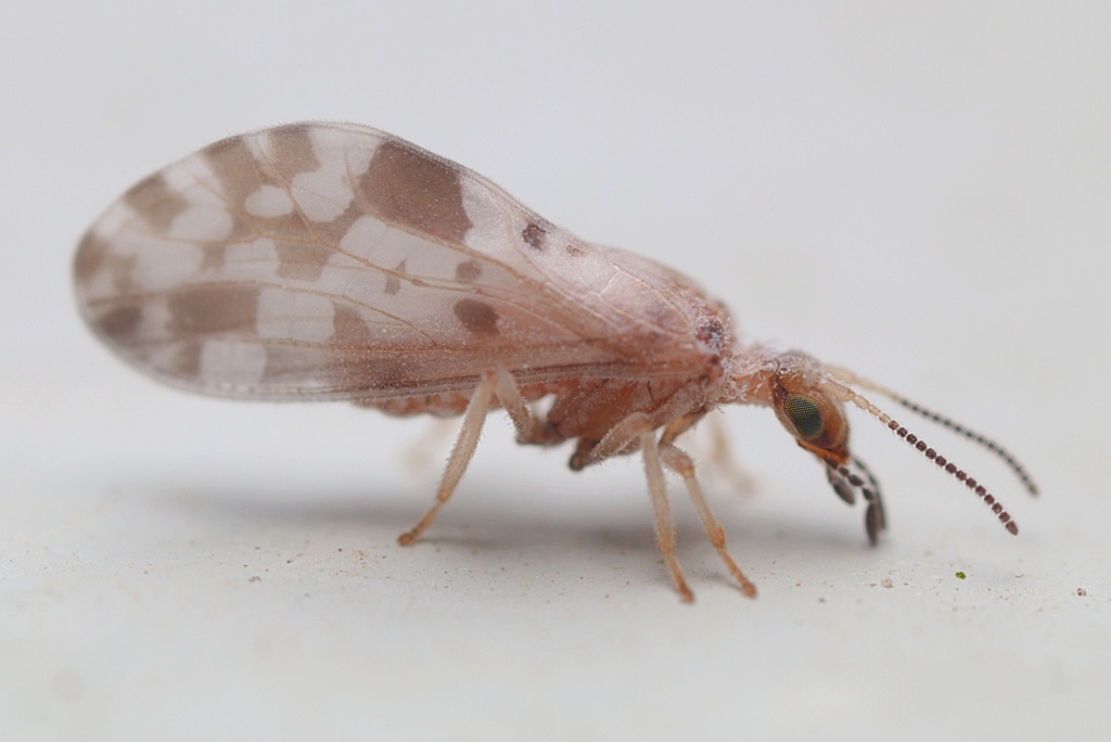 Heteroconis ornata from Kaeo, New Zealand on August 25, 2022 at 03:43 ...