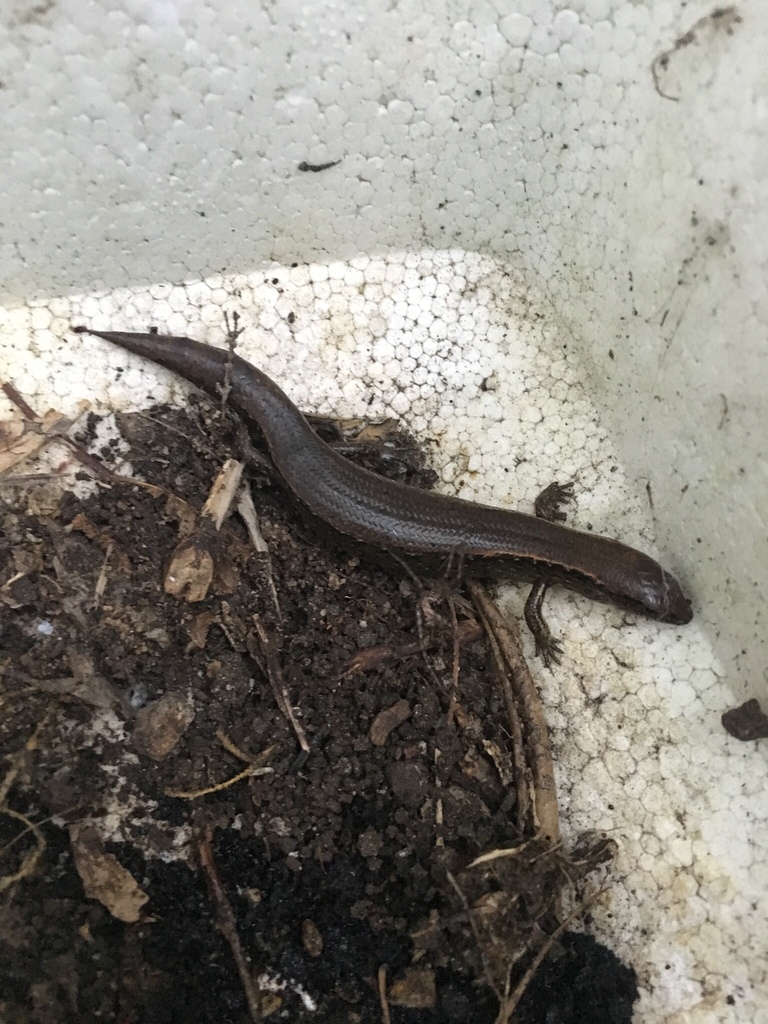 Copper Skink from 73A Nevay Road, Miramar, Wellington, NZ on August 3 ...