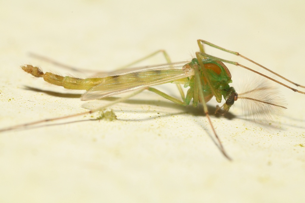 Non-biting Midges from Kaeo, New Zealand on August 26, 2022 at 04:25 AM ...
