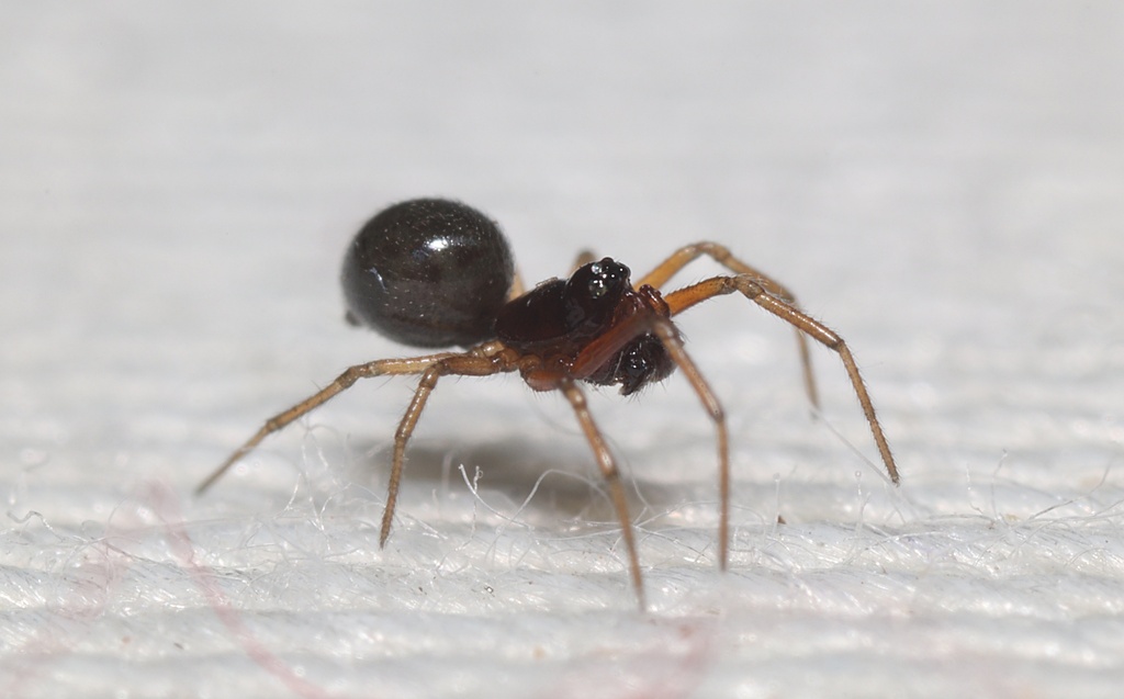 Black Dwarf Spiders from Kaeo, New Zealand on August 26, 2022 at 04:58 ...