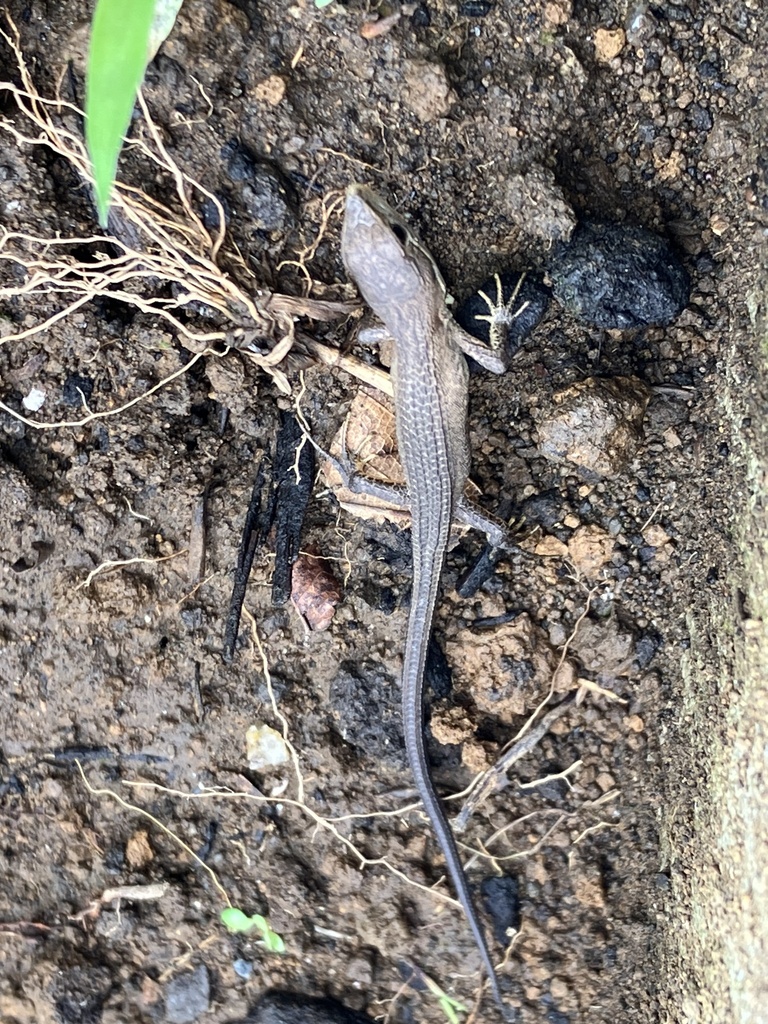 Japanese Grass Lizard from 上尾丸山公園, 上尾市, 埼玉県, JP on September 03, 2022 ...