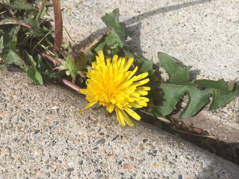 common dandelion from California State University, Monterey Bay ...