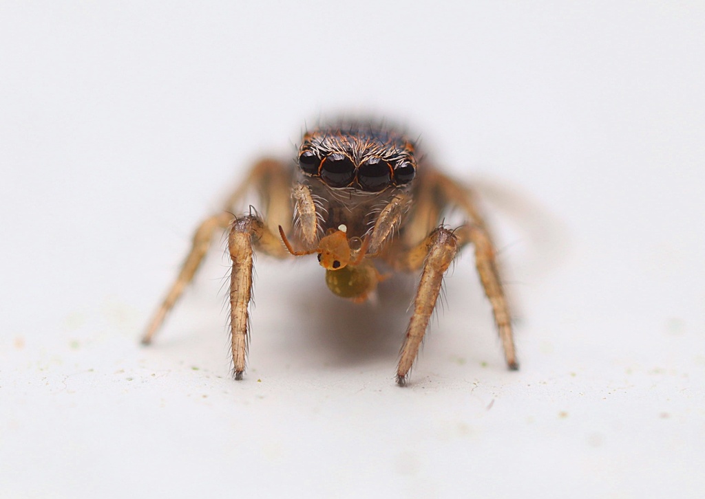 Globular Springtails from Kaeo, New Zealand on September 03, 2022 at 11 ...