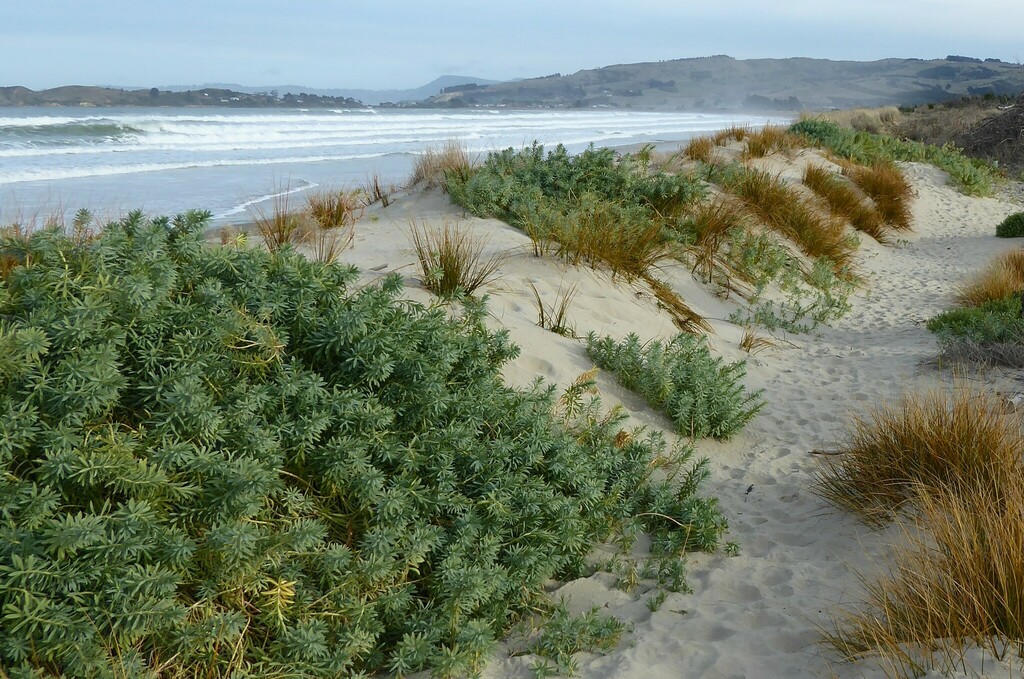 Shore Spurge from Waikouaiti, New Zealand on August 15, 2022 at 03:39 ...