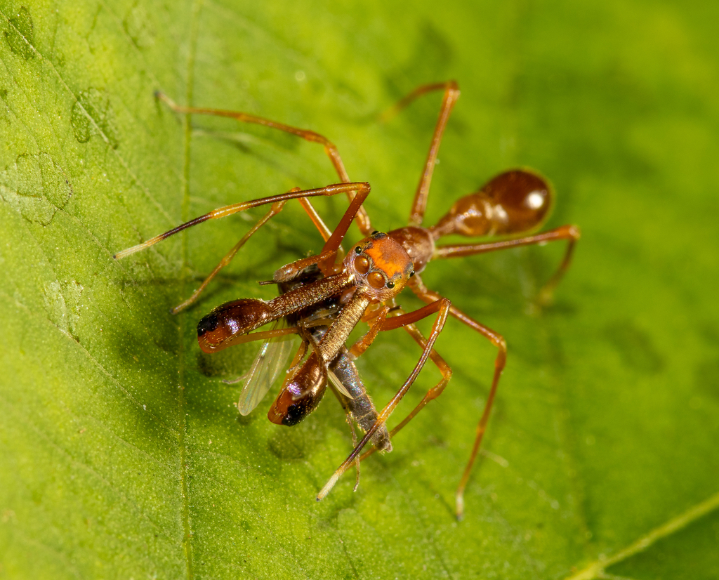 Red Weaver Ant-mimicking Spider from Nawala West, Sri Lanka on August ...