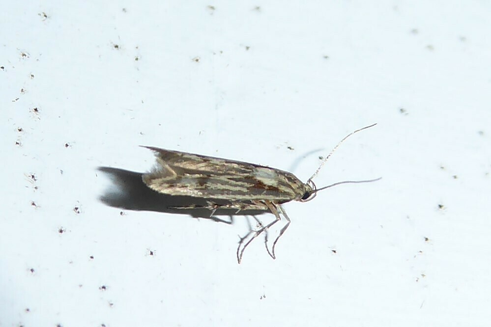Greylined Featherfoot from Waikouaiti, New Zealand on August 16, 2022 ...
