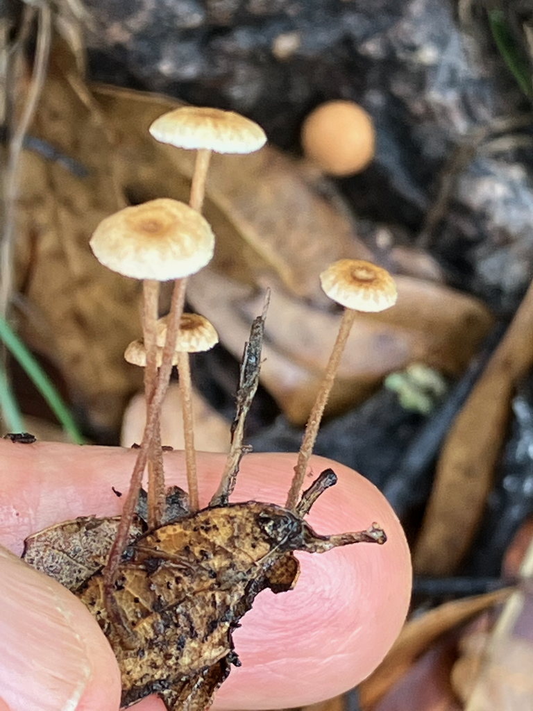 Crinipellis setipes from Cave Creek Canyon, Arizona, United States on ...