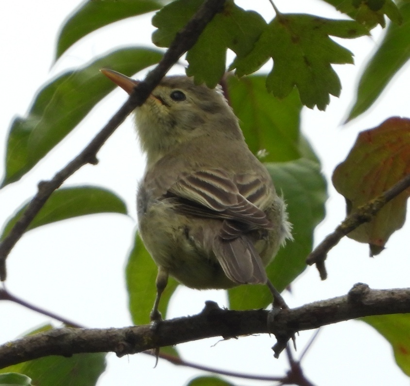 Icterine Warbler from CCA Racconigi - Cuneo - Italia on September 02 ...