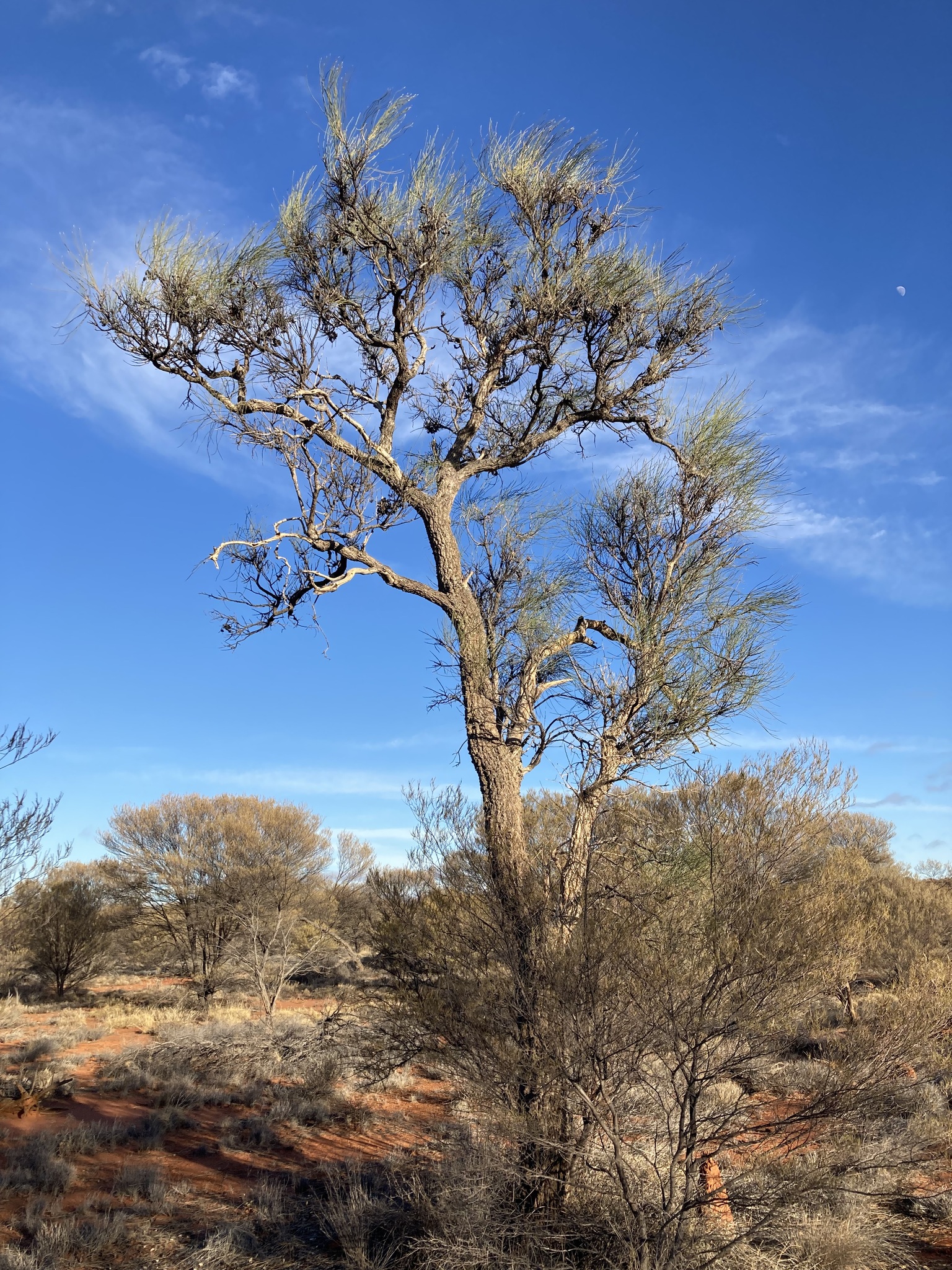 Hakea lorea (R.Br.) R.Br.