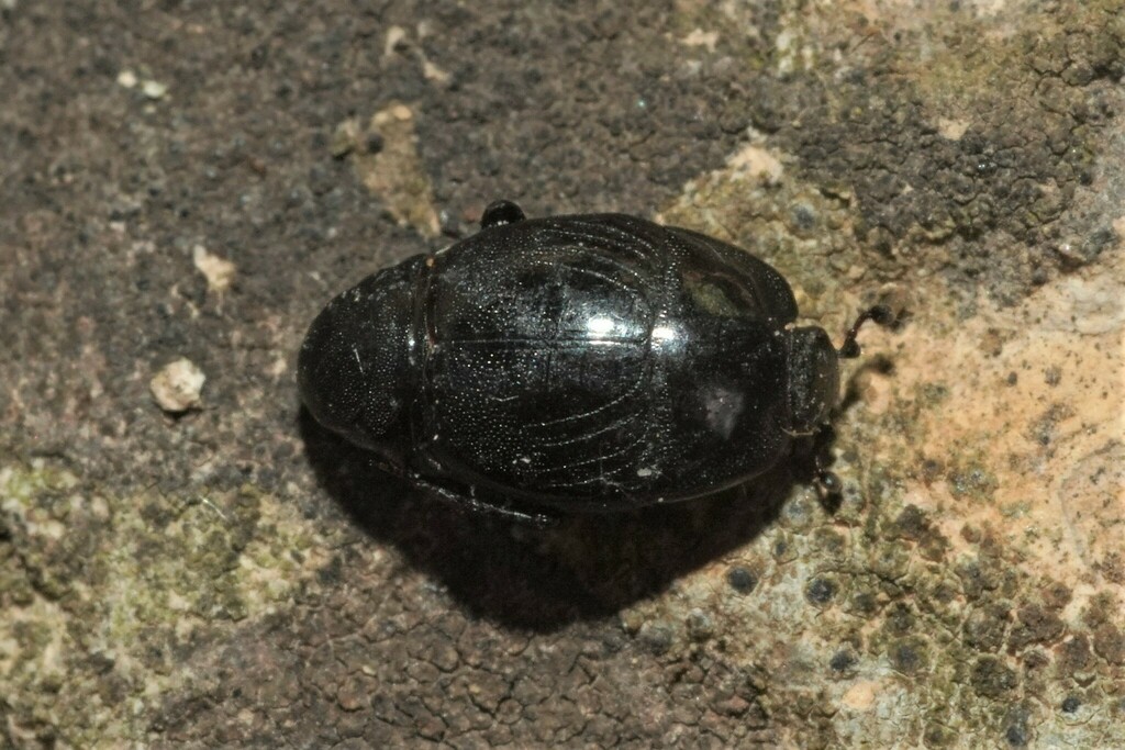 Saprinus subnitescens from 32350 Ordan-Larroque, France on September 2 ...