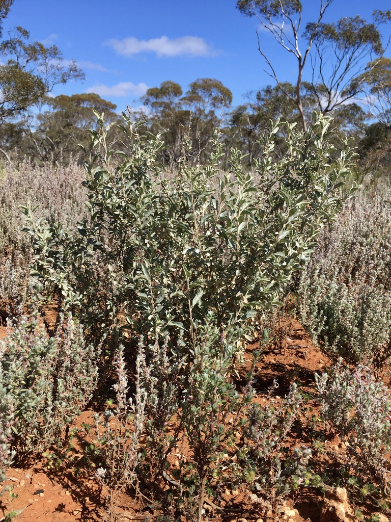 Kidney Saltbush (Atriplex stipitata) - Botanical Realm