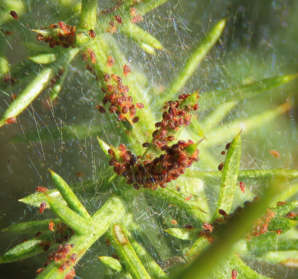 Gorse Spider Mite from Oturehua, New Zealand on August 29, 2022 at 12: ...